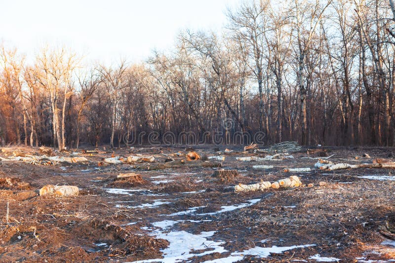 Deforested Area with Numerous Tree Stumps Stock Photo - Image of ...