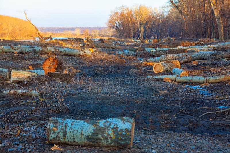 Deforested Area in Springtime Stock Photo - Image of nature, forest ...
