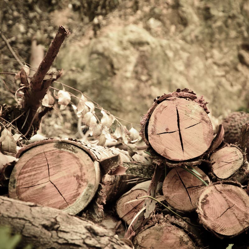 Deforested cut tree wood stock photo. Image of bark, heat - 23541008