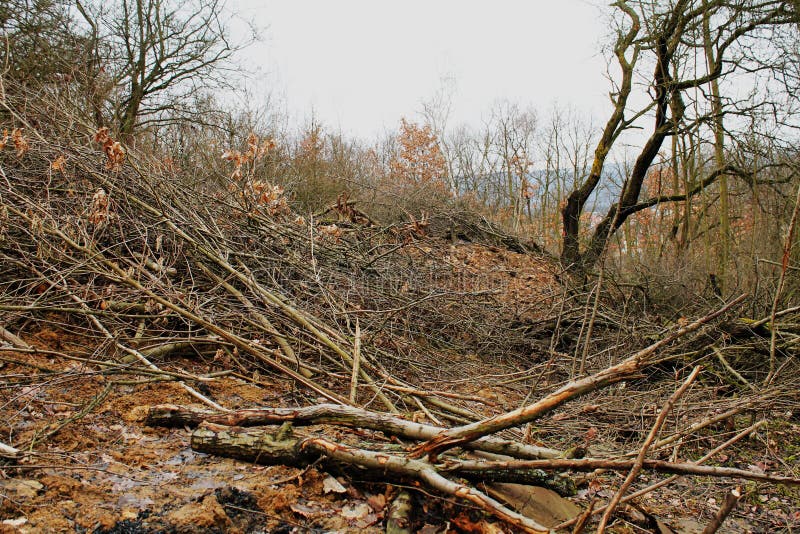 Deforesting stock photo. Image of deforesting, forest - 108956888