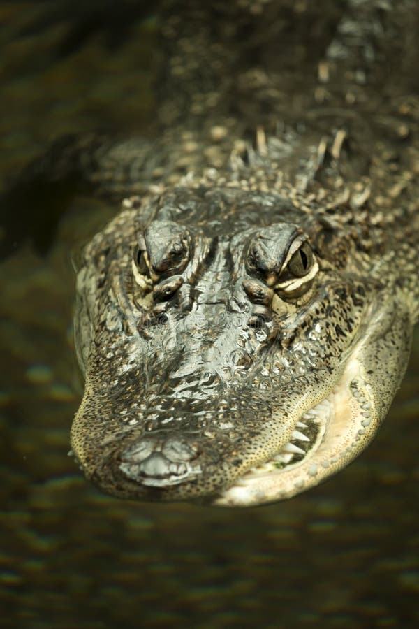 Deformed Alligator Stock Photos - Free & Royalty-Free Stock Photos from ...