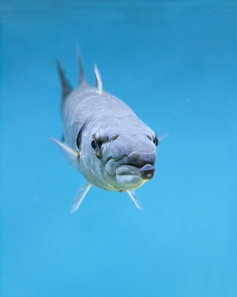 130 Deformed Fish Stock Photos - Free & Royalty-Free Stock Photos from ...