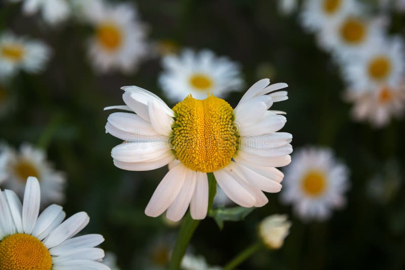Deformed Chamomile Flower on a Background of Other Daisies. Stock Image ...