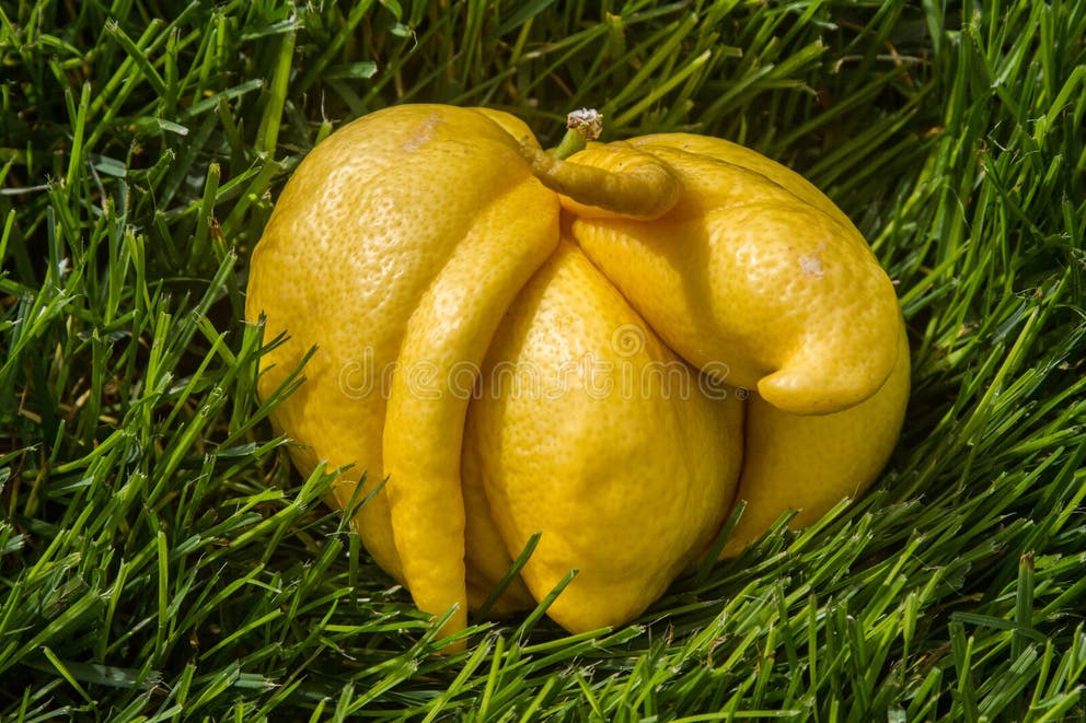 Deformed lemon stock image. Image of grass, agriculture - 38647349