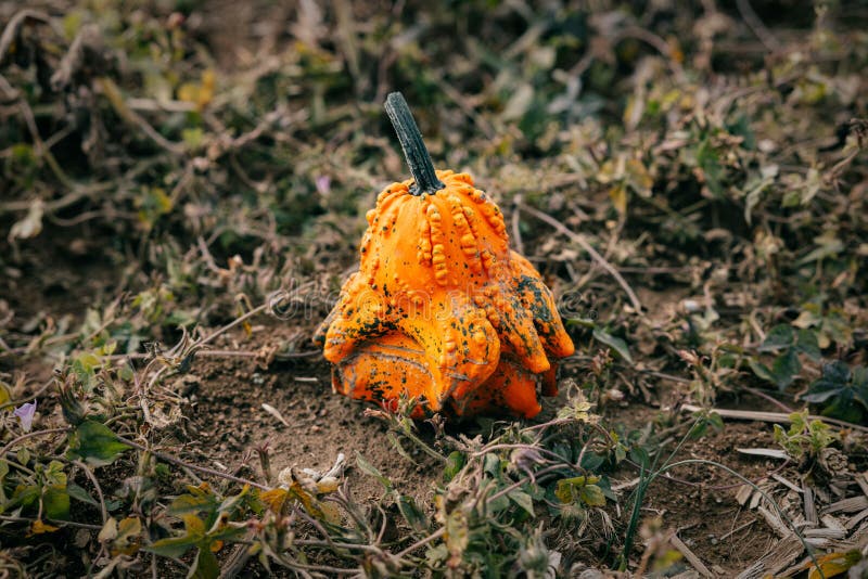 Deformed Orange Pumpkin in the Pumpkin Patch Stock Photo - Image of ...