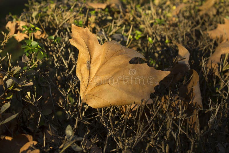 A Deformed Plane Tree Leaf on a Hedge Stock Photo - Image of planetree ...