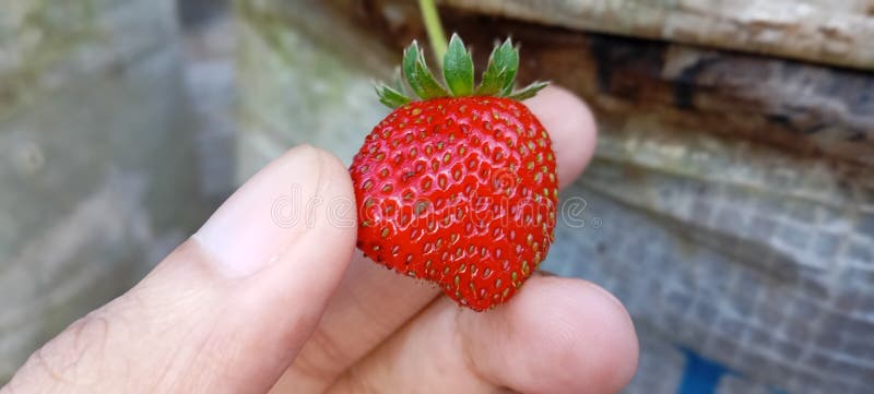 Deformed strawberries. stock image. Image of berry, fruit - 328427277