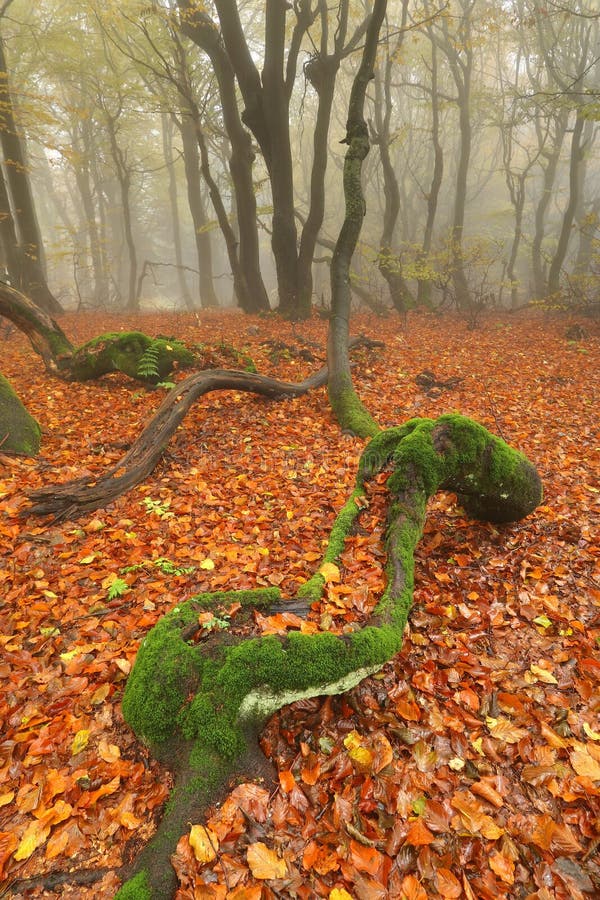 Deformed tree in forest stock image. Image of wood, haze - 80438231