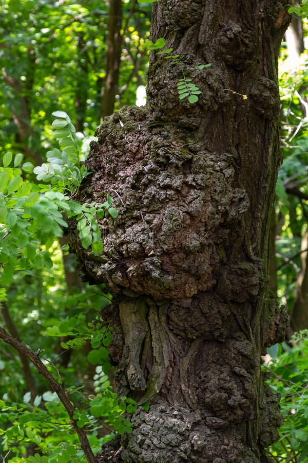 Deformed Trunk of a Thick Old Tree with Painful Growths on a Blurred ...