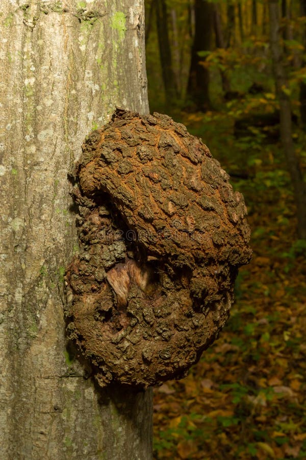 Deformed Trunk of a Thick Old Tree with Painful Growths on a Blurred ...
