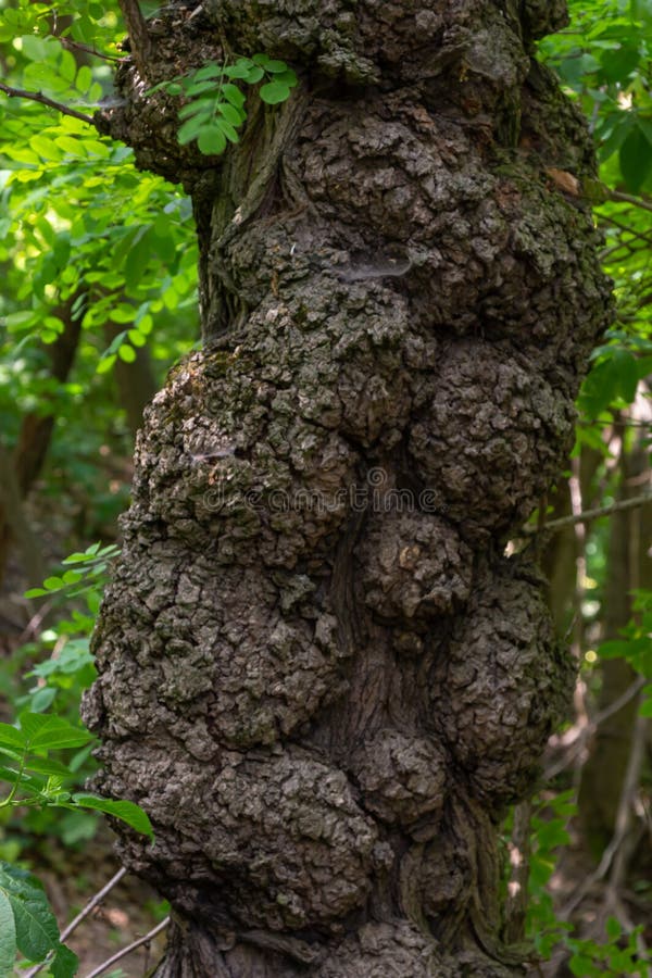 Deformed Trunk of a Thick Old Tree with Painful Growths on a Blurred ...