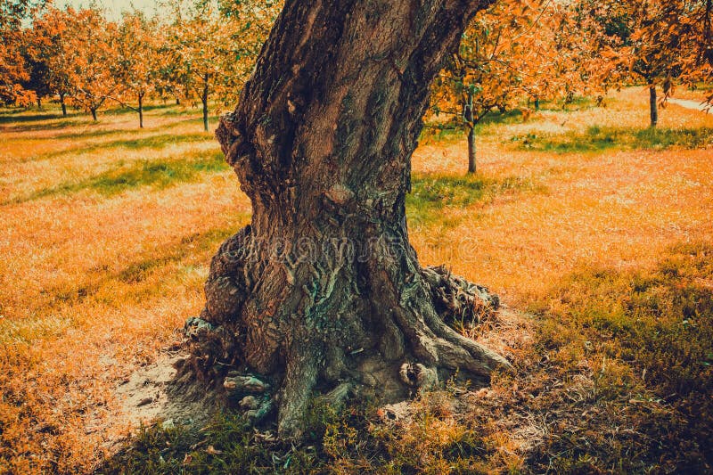 Deformed Trunk Tree Filtered Stock Photo - Image of ghost, power: 79657746