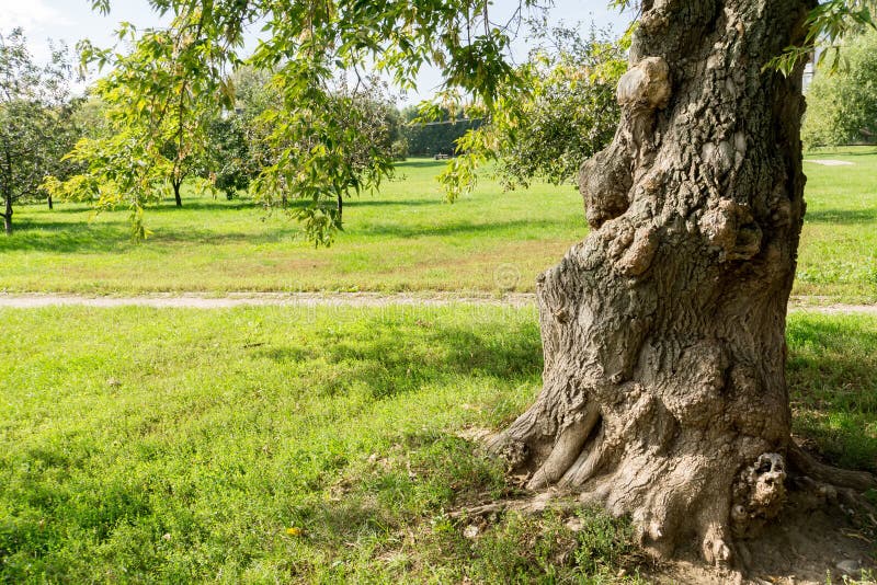 Tree Deformed By Wind. Atlas Mountains. Stock Image - Image of tree ...