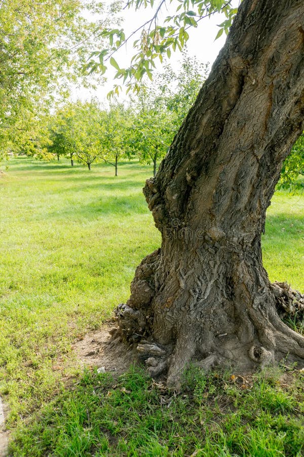 Deformed Trunk Tree stock photo. Image of enchanted, power - 78853906