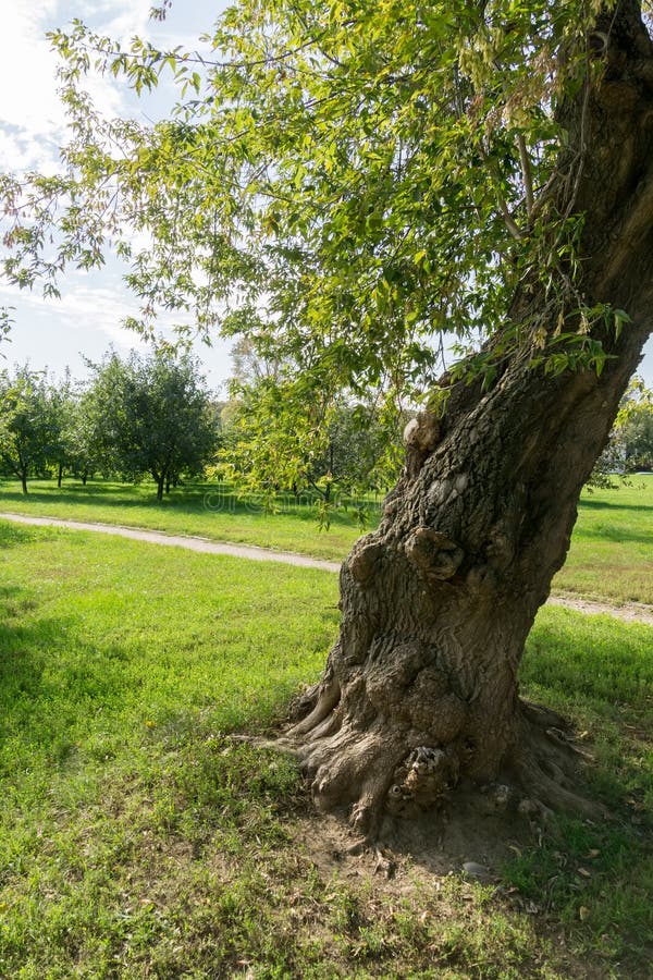 Deformed Trunk Tree stock photo. Image of lone, nature - 78853944