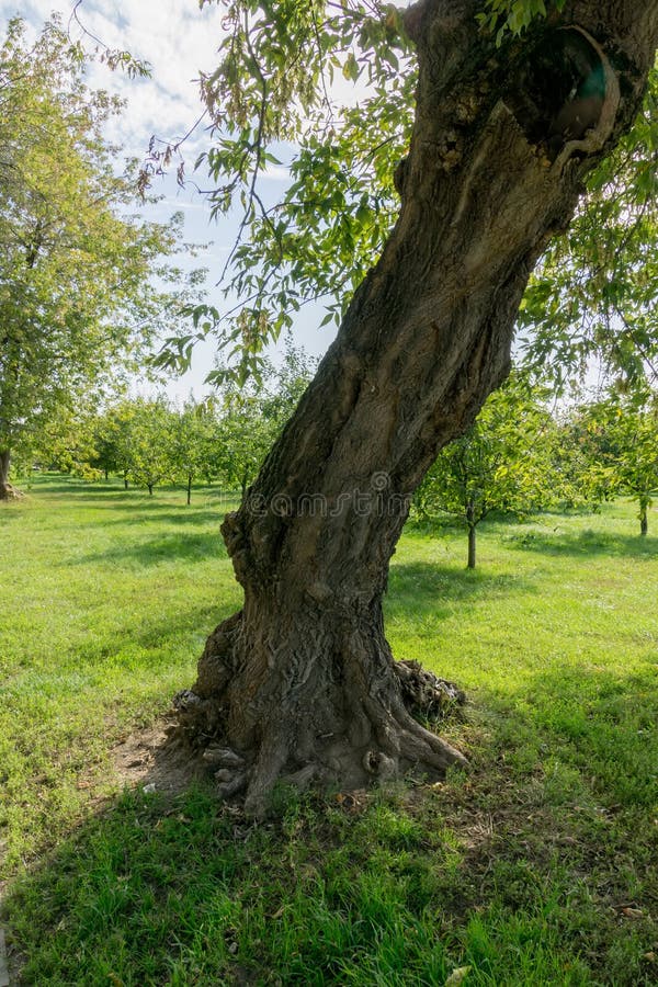 Deformed Trunk Tree stock image. Image of black, branches - 79192009