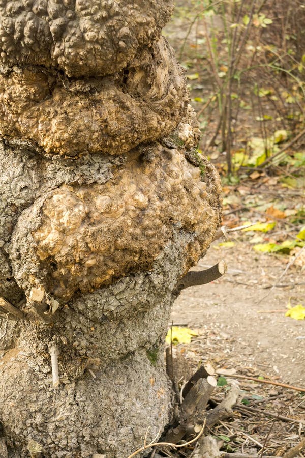 Deformed Trunk Tree Filtered Stock Photo - Image of haunt, spooky: 79657864