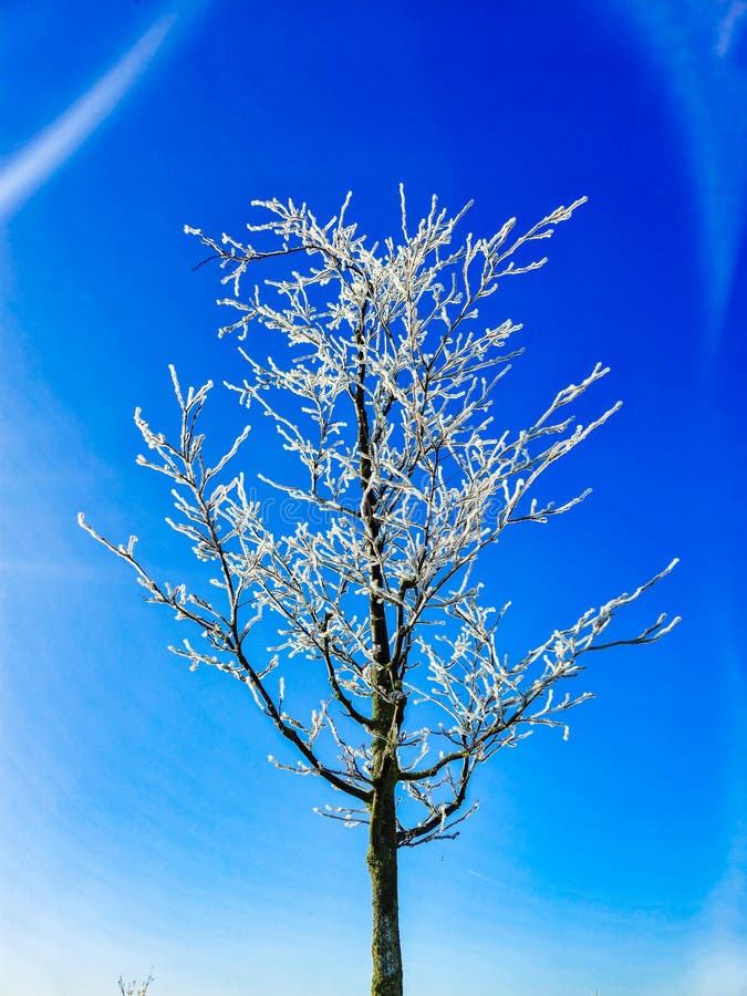 Defrost Tree on Blue Sky. Ice Melting on Branches Stock Photo - Image ...