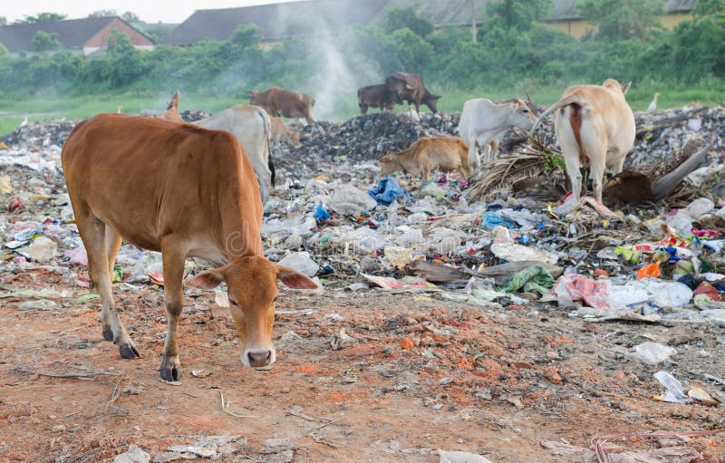693 Vaca De La Basura Fotos de stock - Fotos libres de regalías de ...