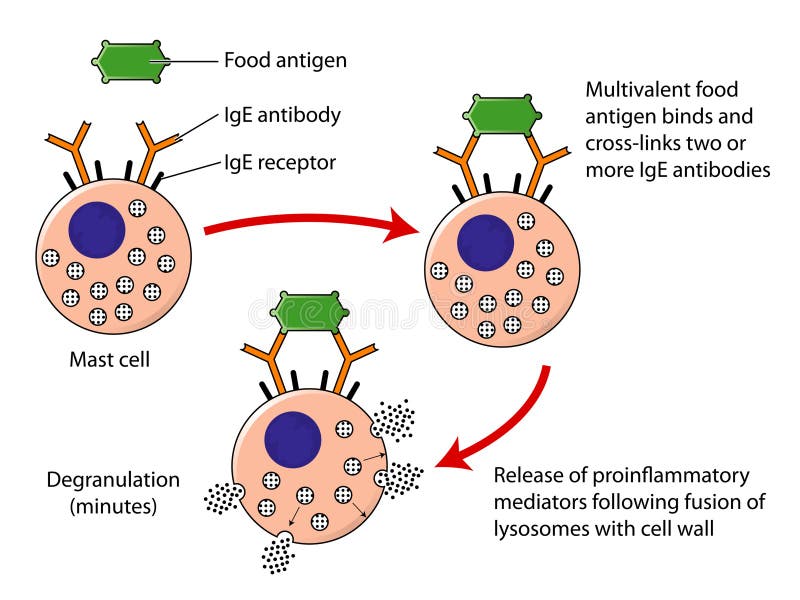 Mastocita O Un Mastocyte, Labrocyte Illustrazione Vettoriale ...