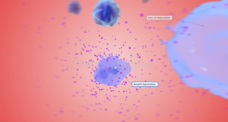 Degranulation of Mast Cells and Basophils Stock Illustration ...