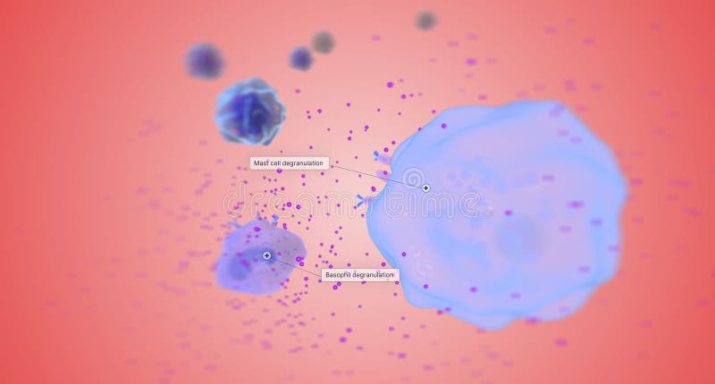 Degranulation of Mast Cells and Basophils Stock Illustration ...