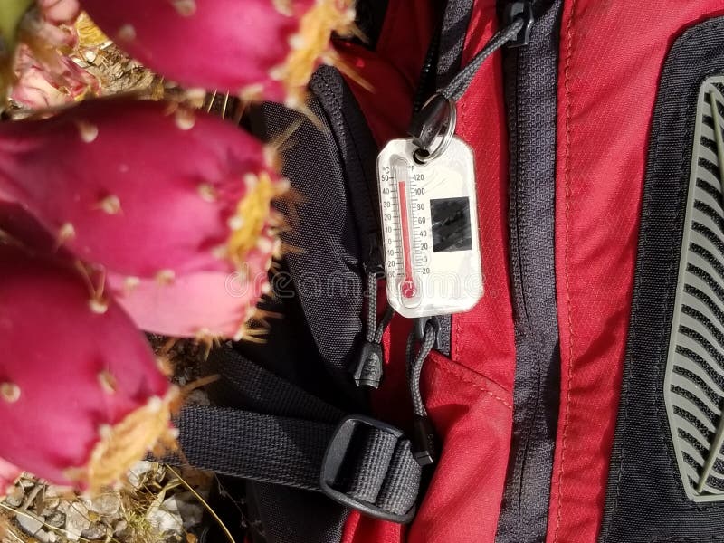 115 Degree Day with Prickly Pear Fruit and Backpack Stock Image - Image ...