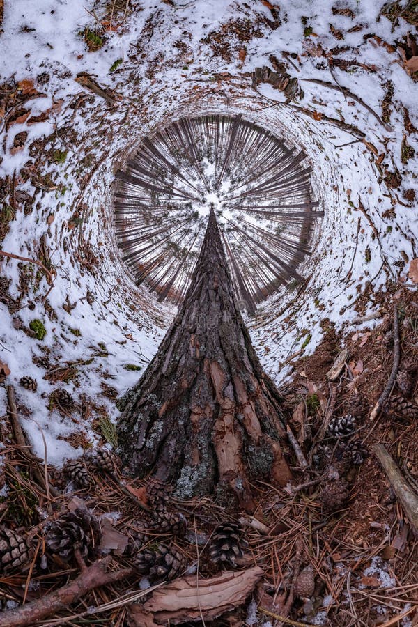 Winter forest 360 stock image. Image of environment - 241140473