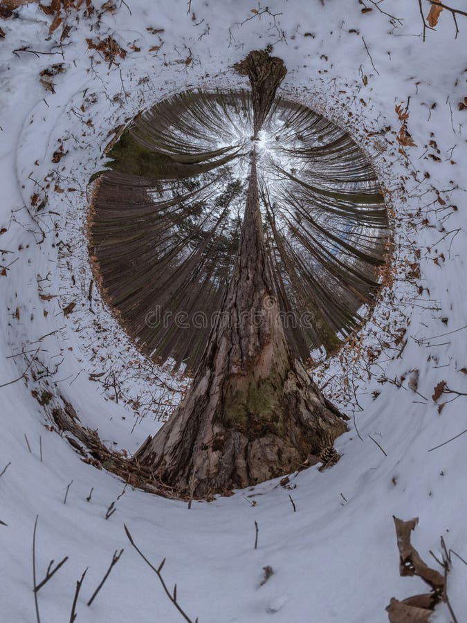 Winter forest 360 stock image. Image of tree, mountains - 241139767
