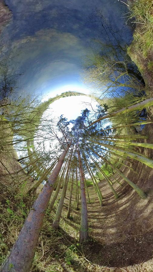 Panoramic Photograph of a Lush Forest Featuring Tall Trees and Lush ...