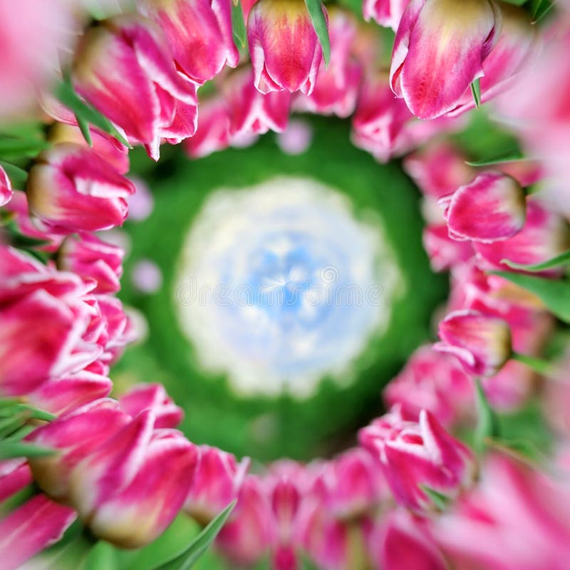 360 Degree View of Tulips in Spring Field Stock Photo - Image of ...