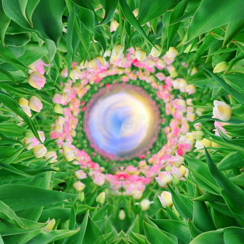 360 Degree View of Tulips in Spring Field Stock Photo - Image of ...