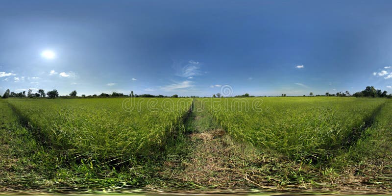 360 Rice Stock Photos - Free & Royalty-Free Stock Photos from Dreamstime
