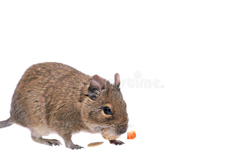 Degu Picture. Image: 6218717