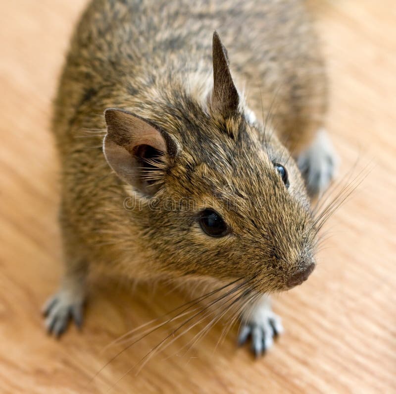 Portrait of Degu Eating Hay Stock Image - Image of paws, cute: 16757553