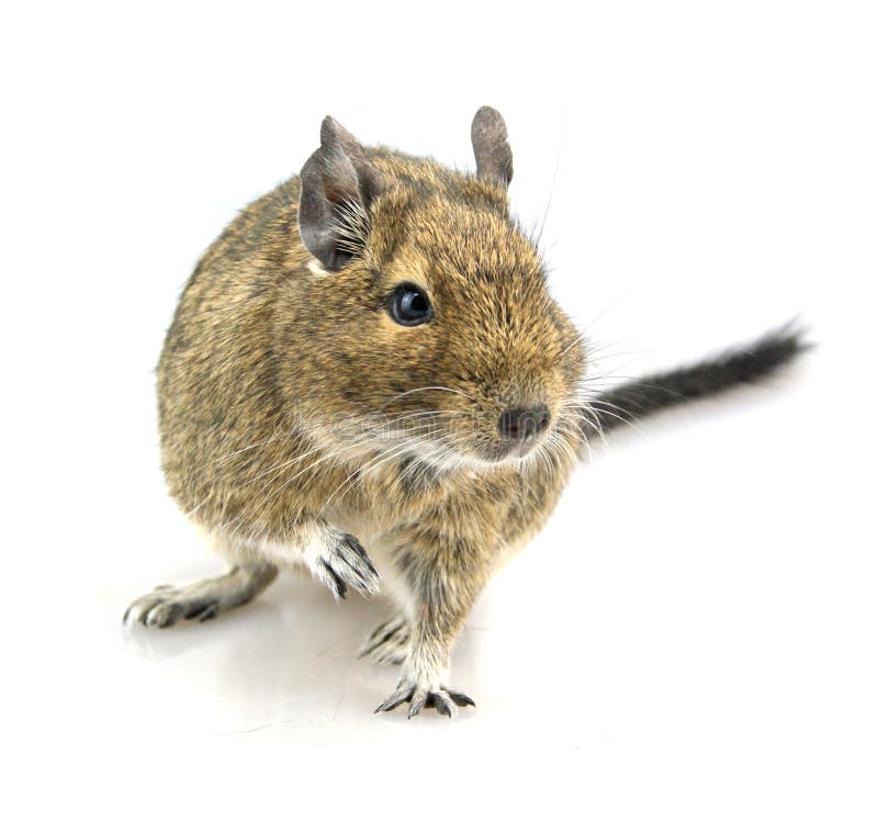 Degu Image. Image: 6894204