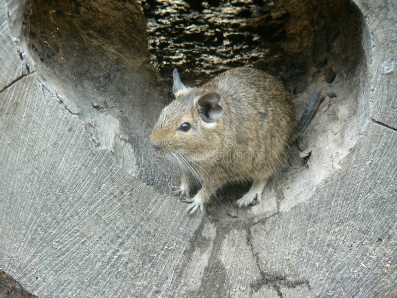 Portrait of Degu Eating Hay Stock Image - Image of paws, cute: 16757553