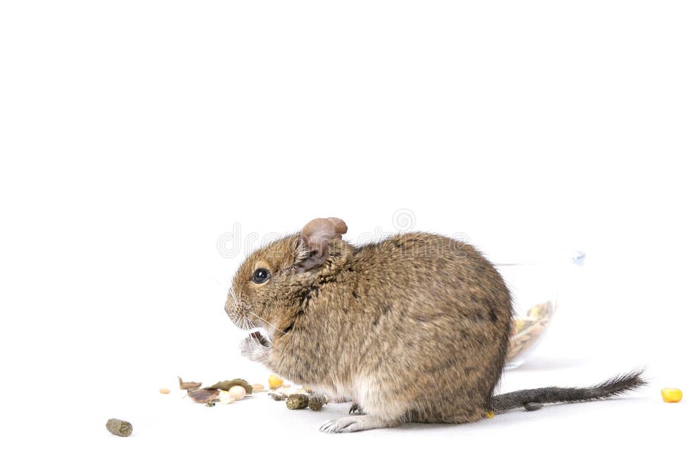 Degu stock image. Image of child, blooded, diabetes, food - 5988039