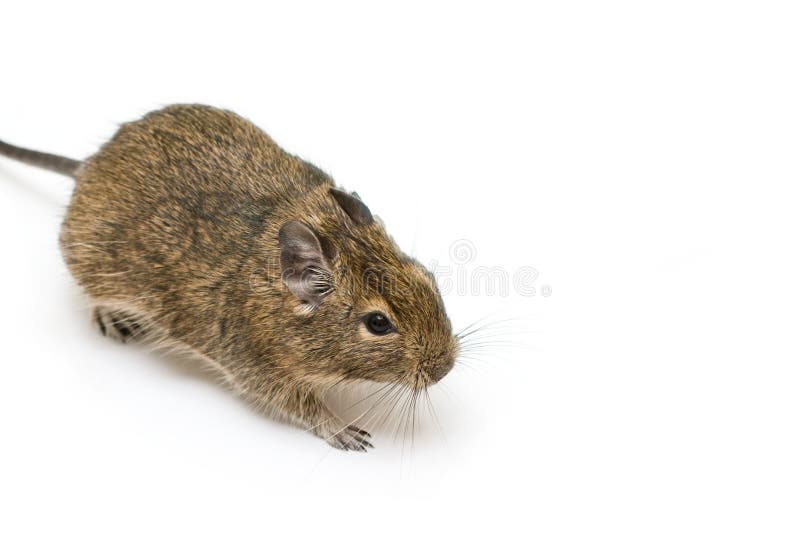 Degu Picture. Image: 6218717