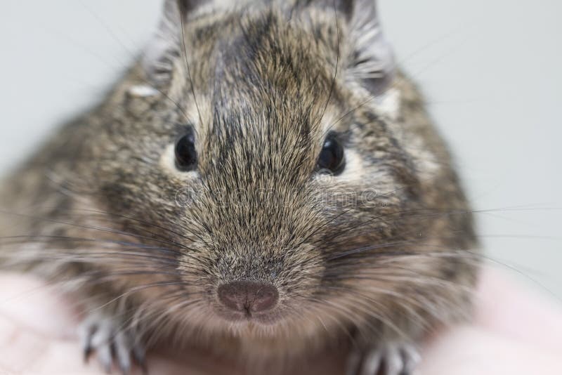 Degu Picture. Image: 6218717