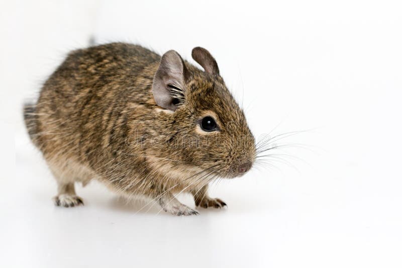 Degu photo stock. Image du animal, africain, blanc, pelucheux - 8001450