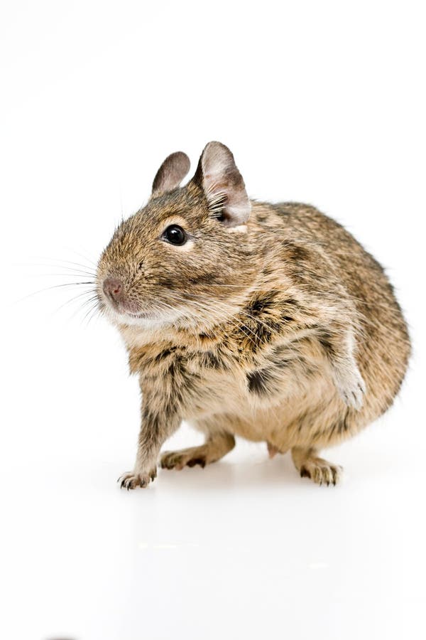 Rat washing stock image. Image of whisker, domestic, mammal - 4864485