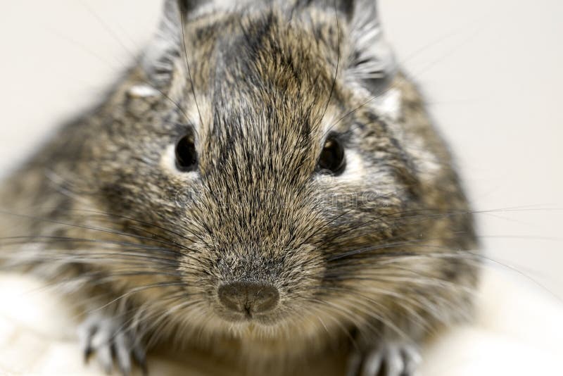 Degu stock photo. Image of degu, whisker, cute, rodents - 8901276