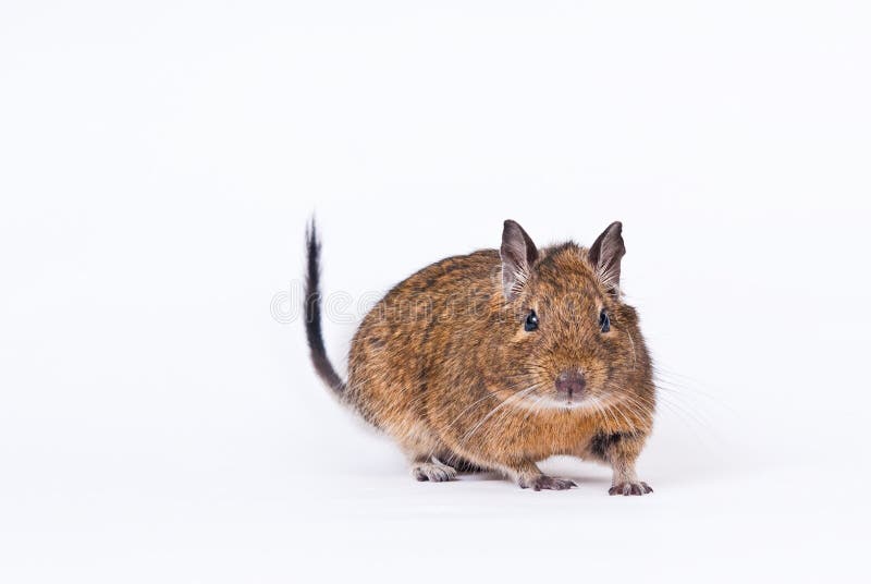 Degu baby stock image. Image of front, hamster, cute - 24665971