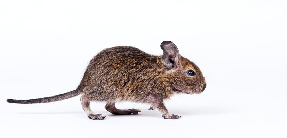 Degu stock image. Image of degu, cute, portrait, hair - 9643545