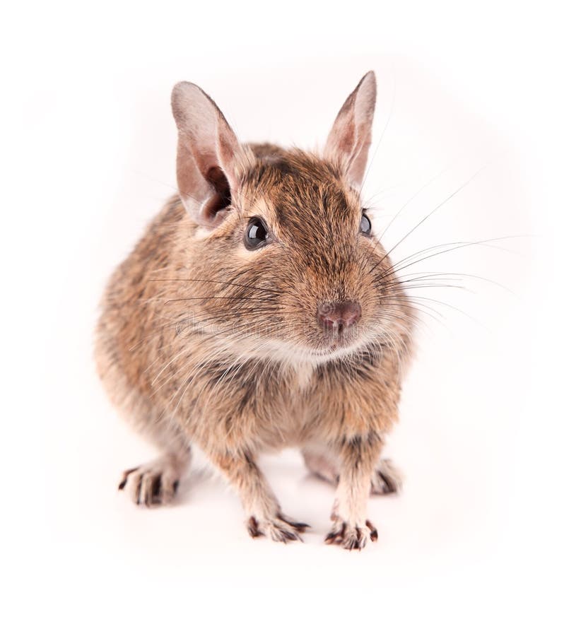 Degu aisló foto de archivo. Imagen de actitud, pelo, poco - 24713992