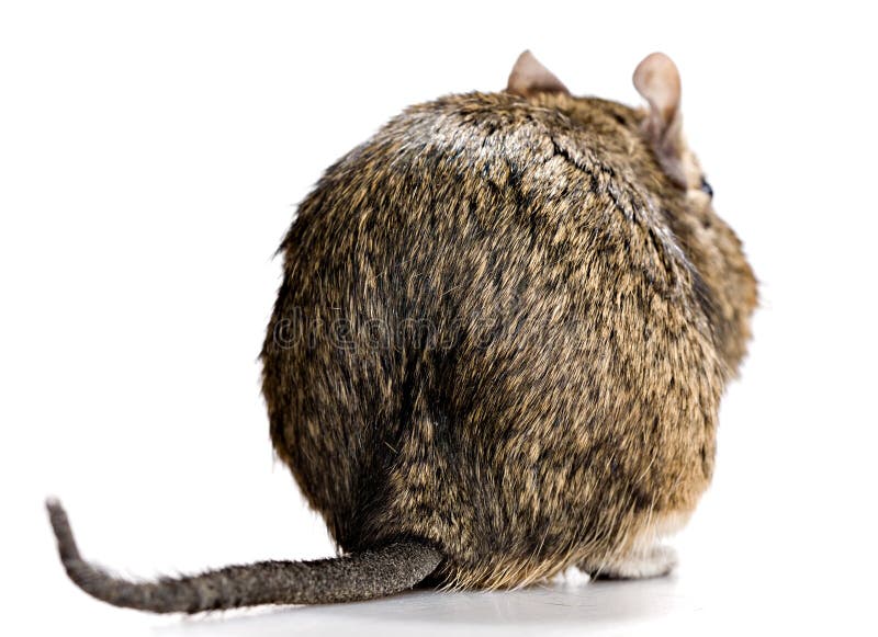 Rat s back stock image. Image of pets, portrait, tail - 3551397