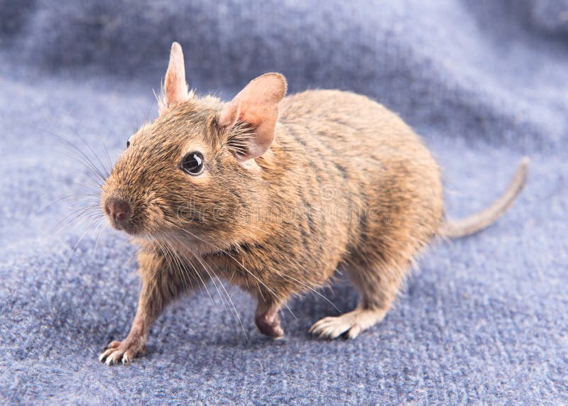 Degu on a blue background stock photo. Image of brown - 36612236