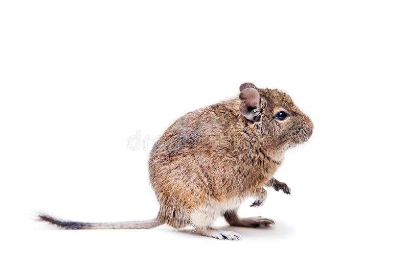 Eastern Or Arabian Spiny Mouse, Acomys Dimidiatus Stock Photo - Image ...