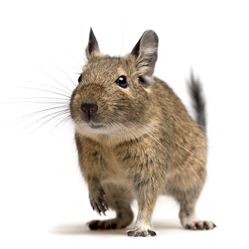 Degu stock photo. Image of degu, suslik, closeup, close - 21139366